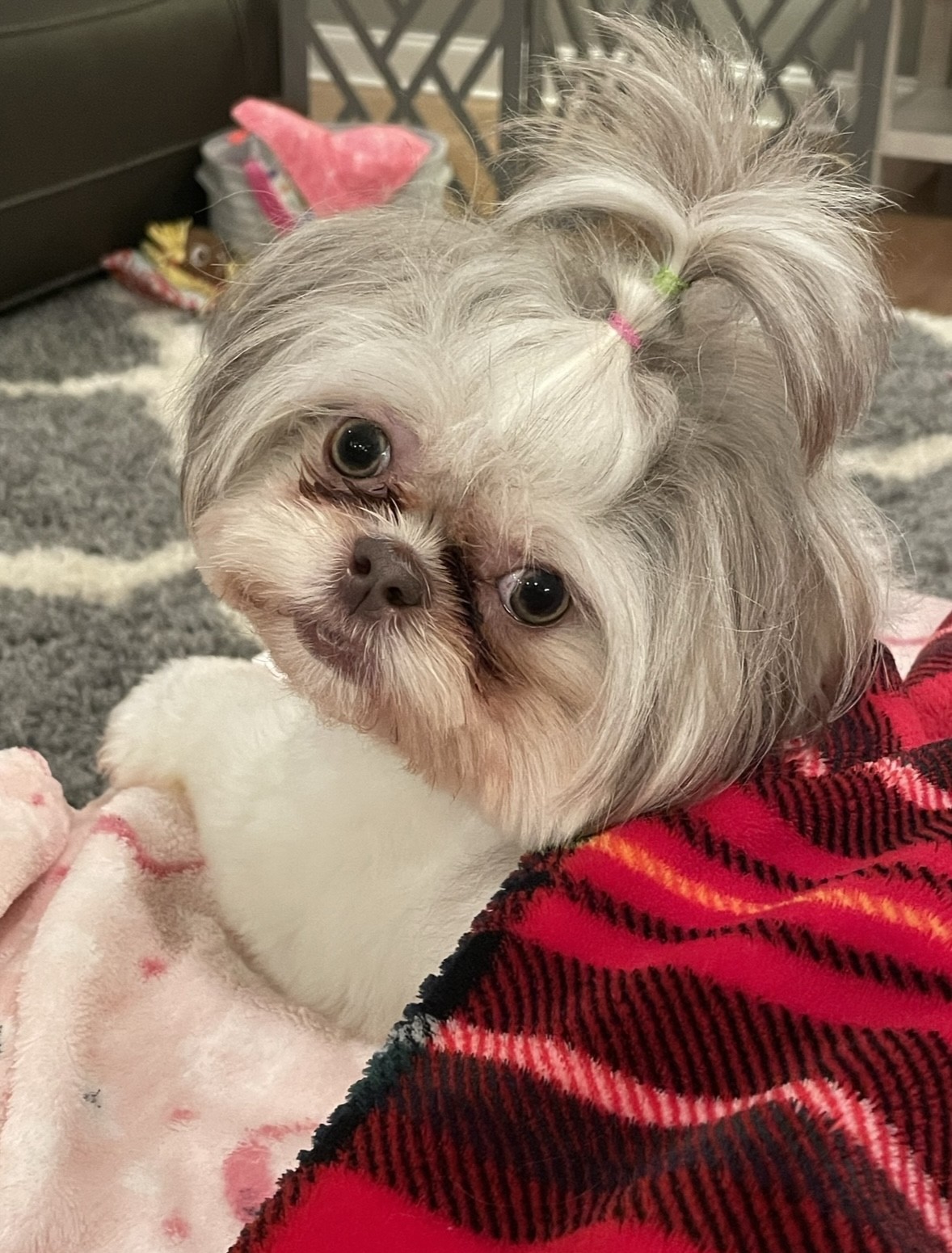 VUMC Pets of the Day: Izzie Brooke and Celeste - VUMC News