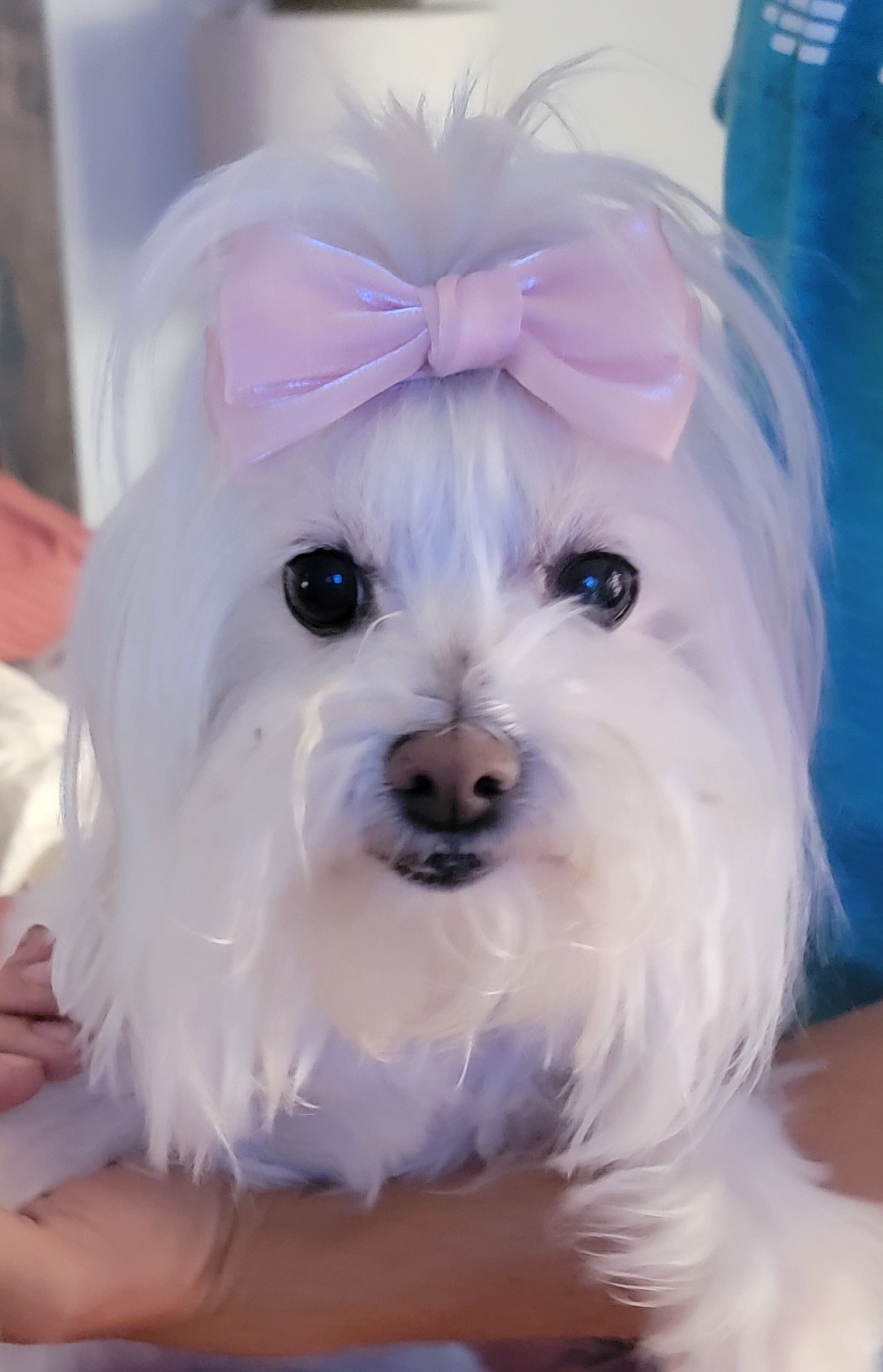 VUMC Pets of the Day: Barbara and Dixie - VUMC News