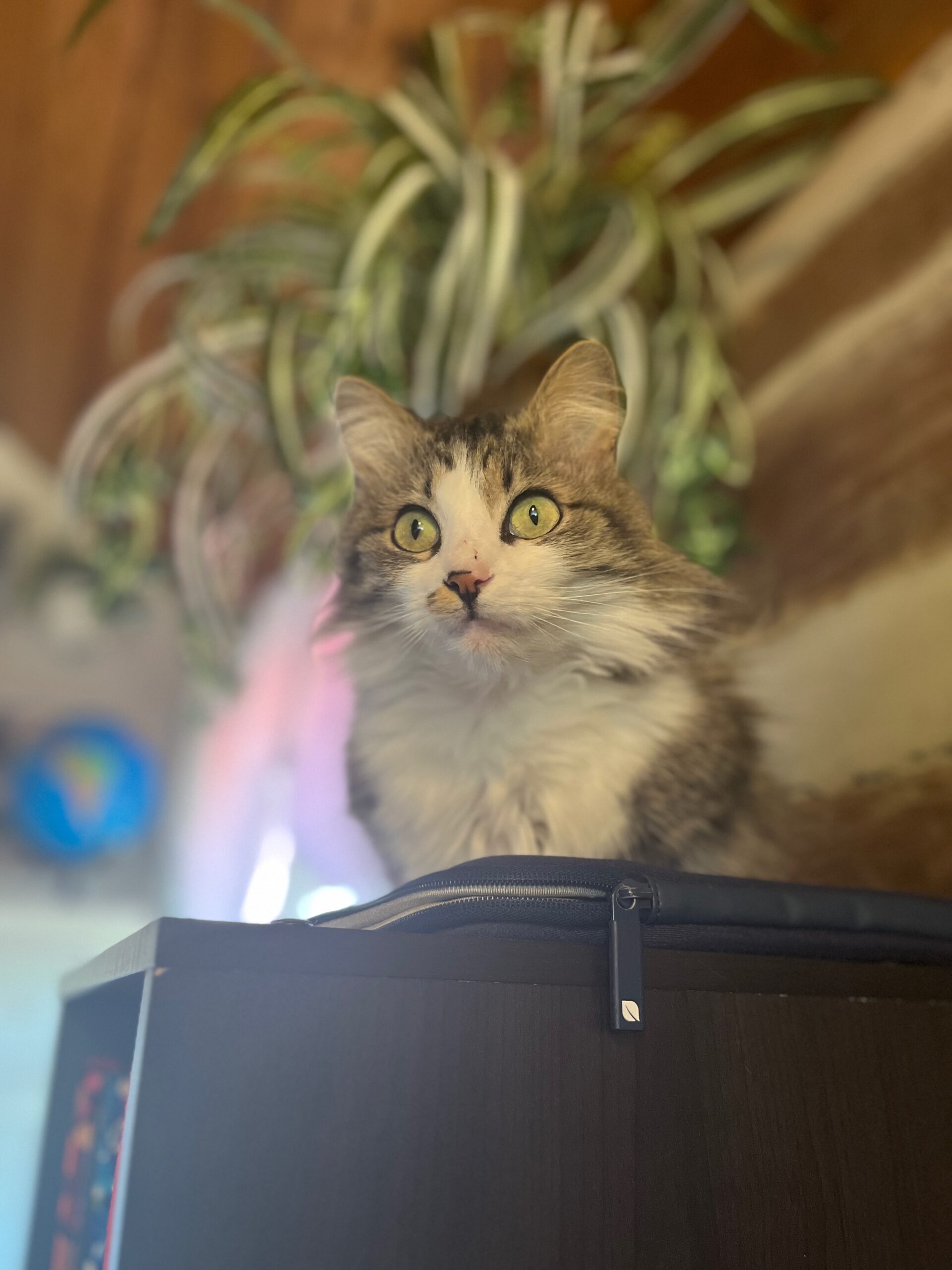 VUMC Pets of the Day: Phoebe and Daisy Mae - VUMC News