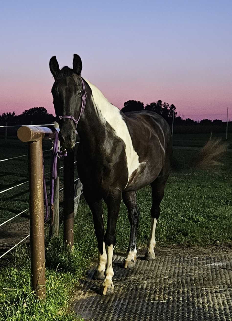 VUMC Pets of the Day: Jackson and Whiskey - Vanderbilt Health News