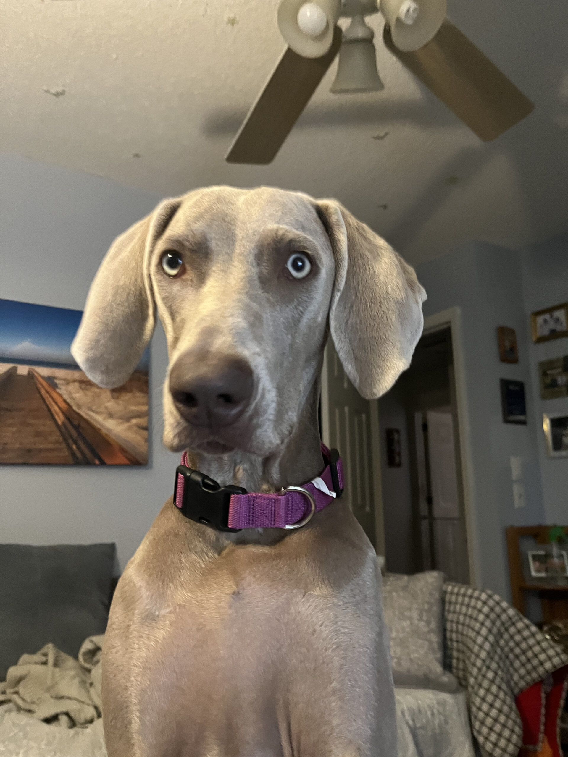 VUMC Pets of the Day: Sophie and Olive - Vanderbilt Health News