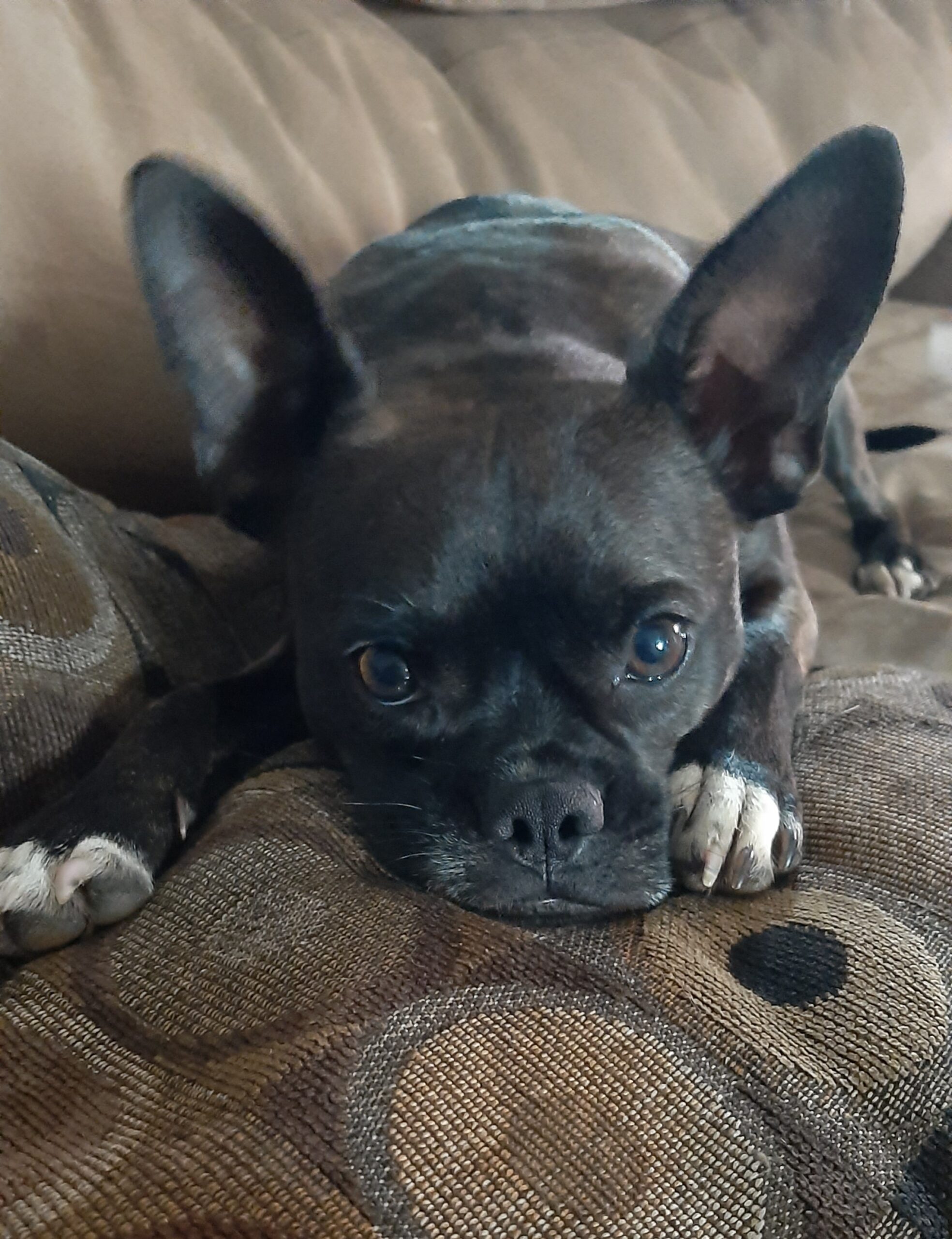 VUMC Pets of the Day: Rocco and Paris - Vanderbilt Health