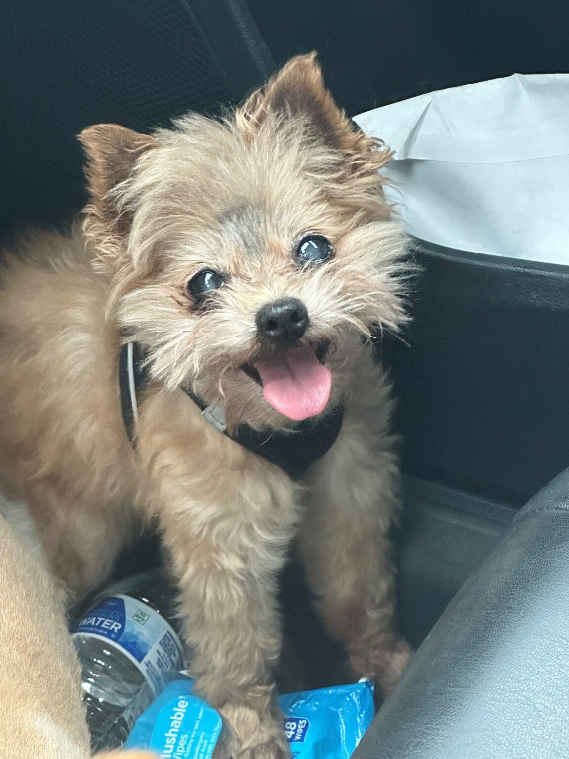 VUMC Pets of the Day: Mittens and Gabe - VUMC News