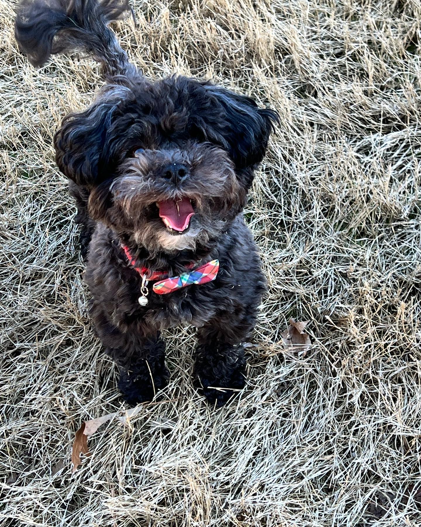 VUMC Pets of the Day: Princeton and Knox - VUMC News