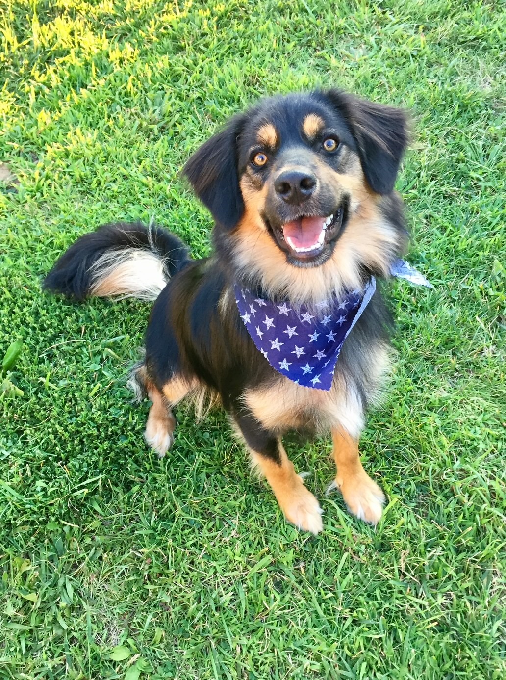 VUMC Pets of the Day: Snider and Benji - VUMC News