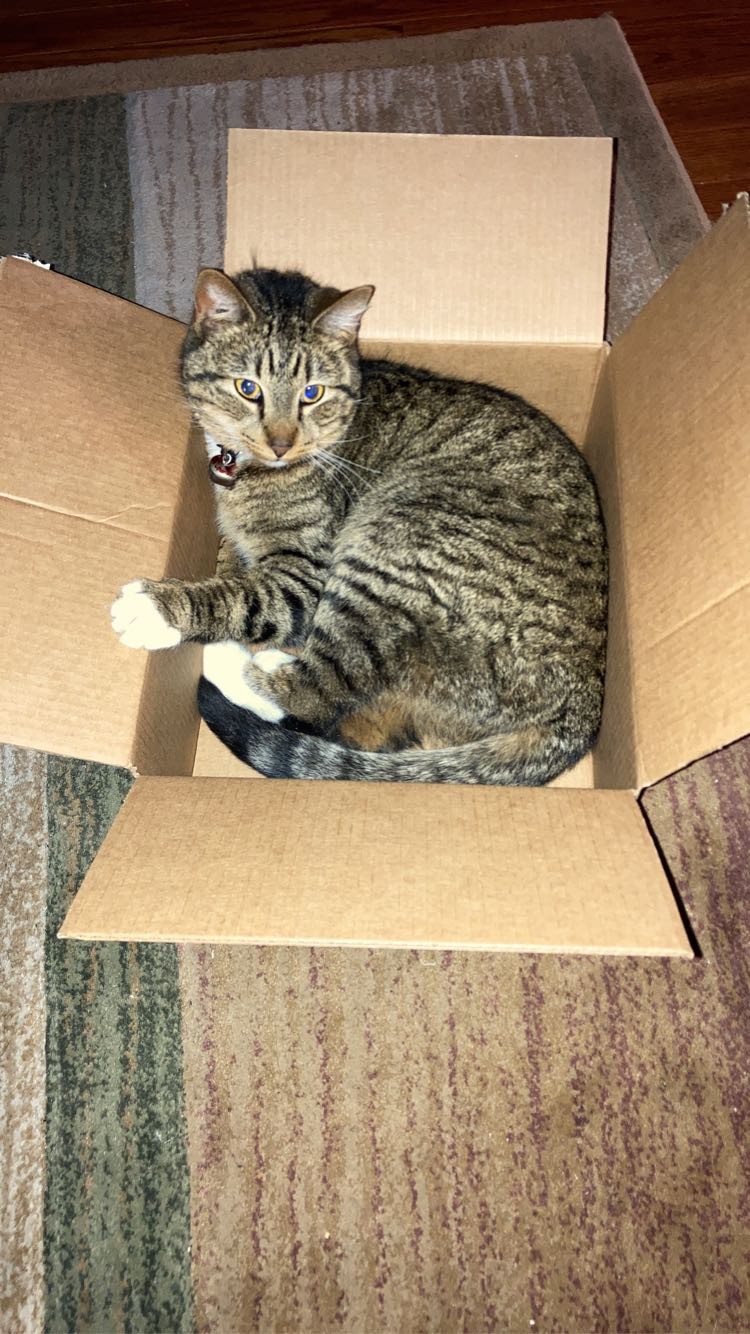 VUMC Pets of the Day: Meeko and Mae - VUMC News