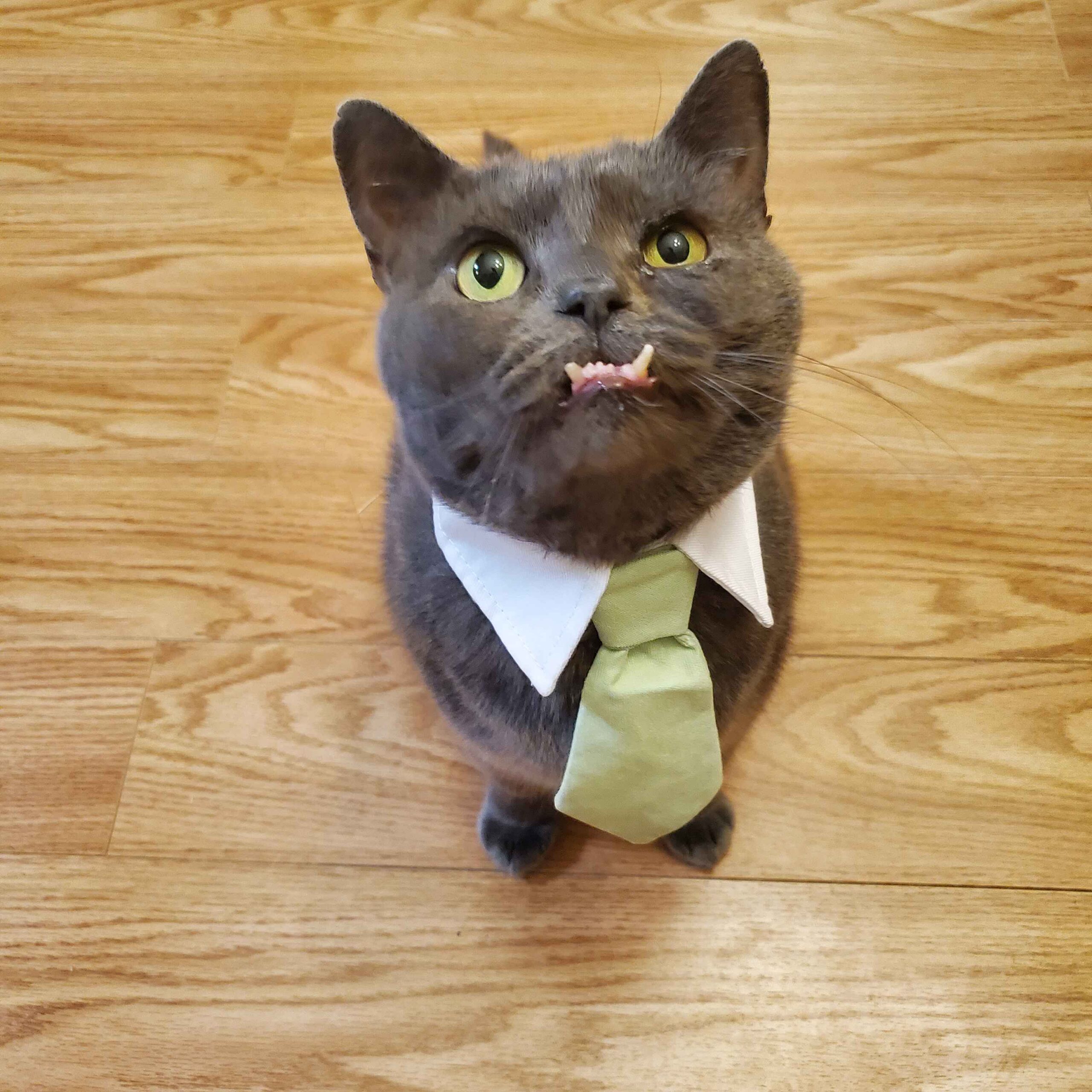 VUMC Pets of the Day: Orc and Biscuit - VUMC News