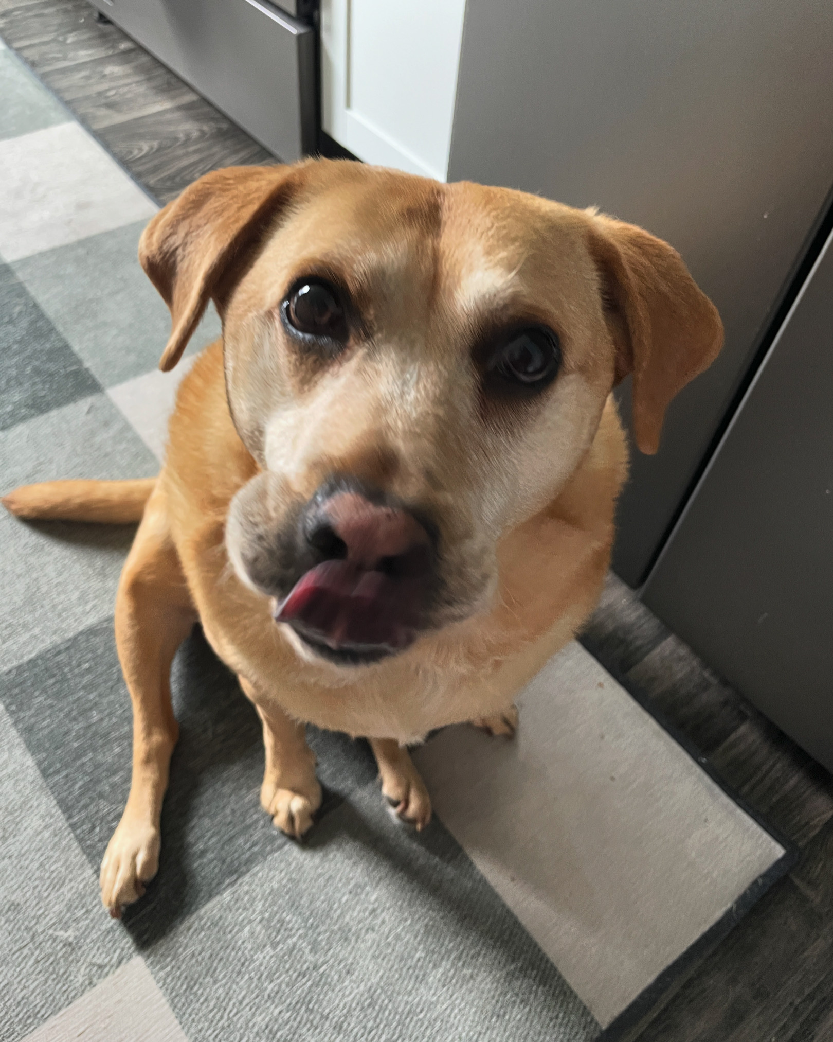VUMC Pets of the Day: Lucy and Simba - Vanderbilt Health News