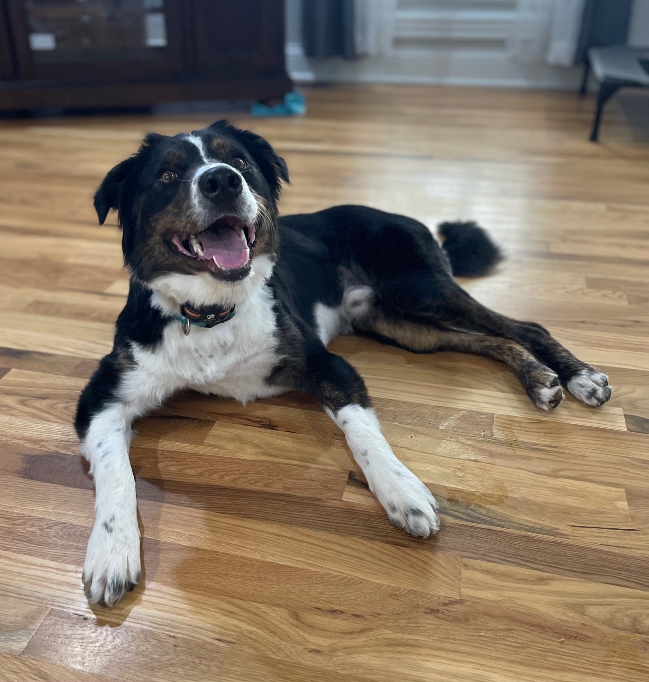 VUMC Pets of the Day: Caida and Benny - VUMC News