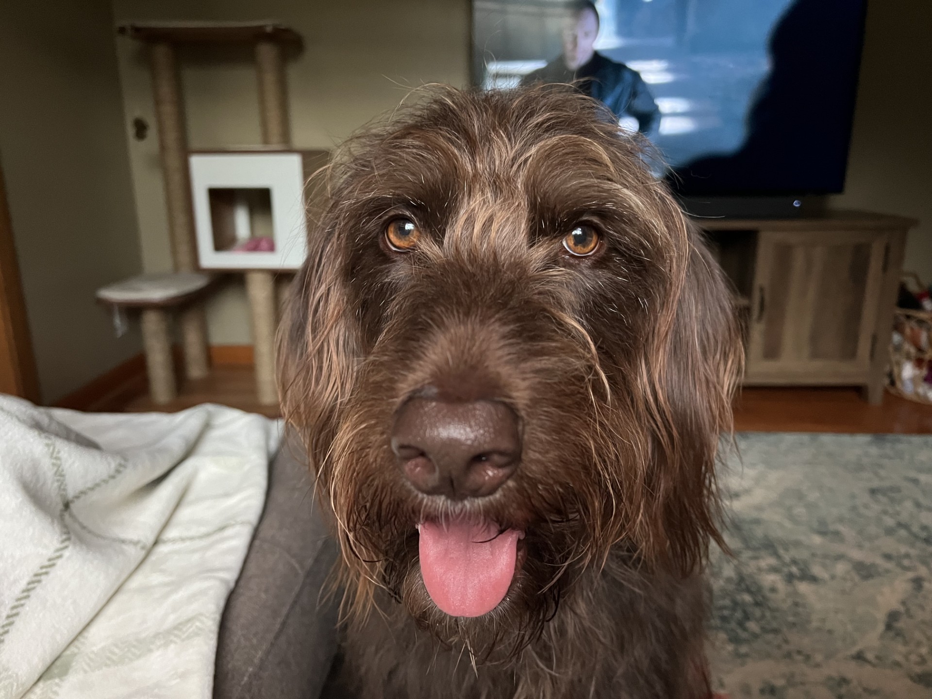 VUMC Pets of the Day: Cookie and Wesley - VUMC News