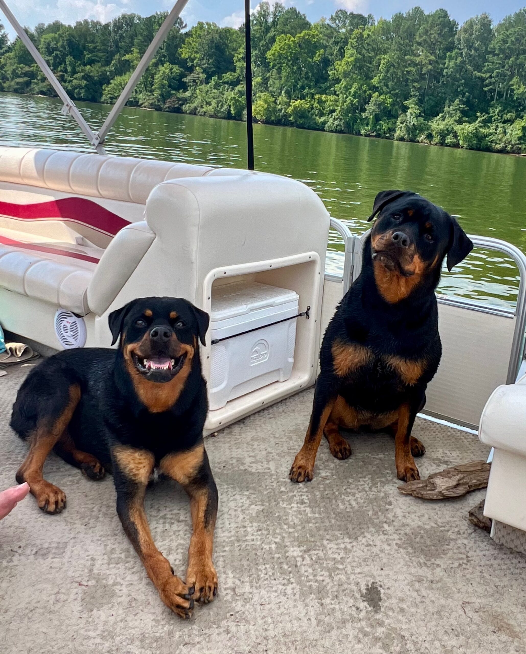 VUMC Pets of the Day: Nino and Bogen and Hugo and Molly Lou ...