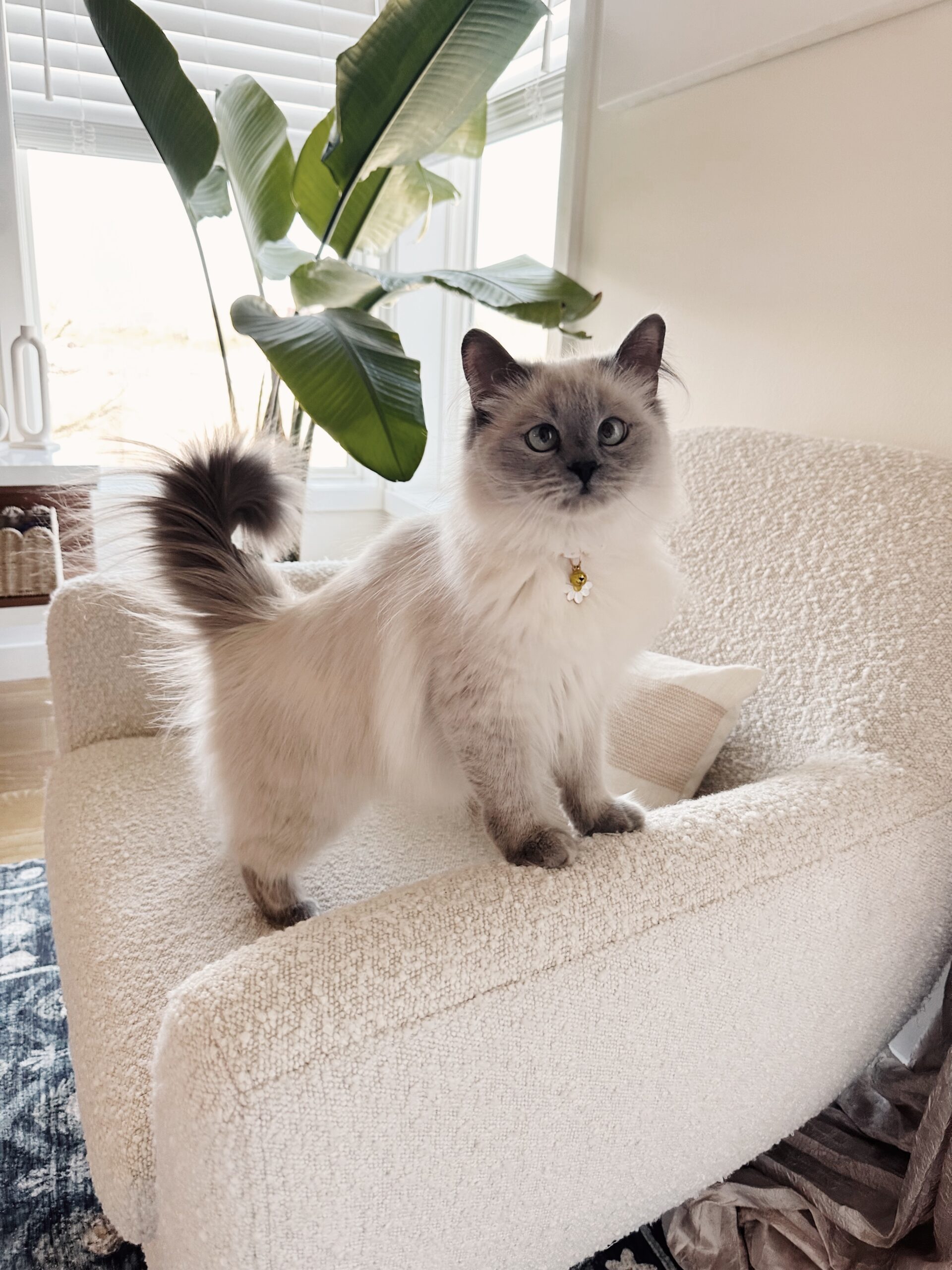 VUMC Pets of the Day: Zoey and Zizi - VUMC News