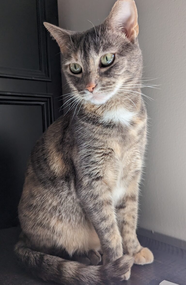 VUMC Pets of the Day: Moose and Cece - VUMC News