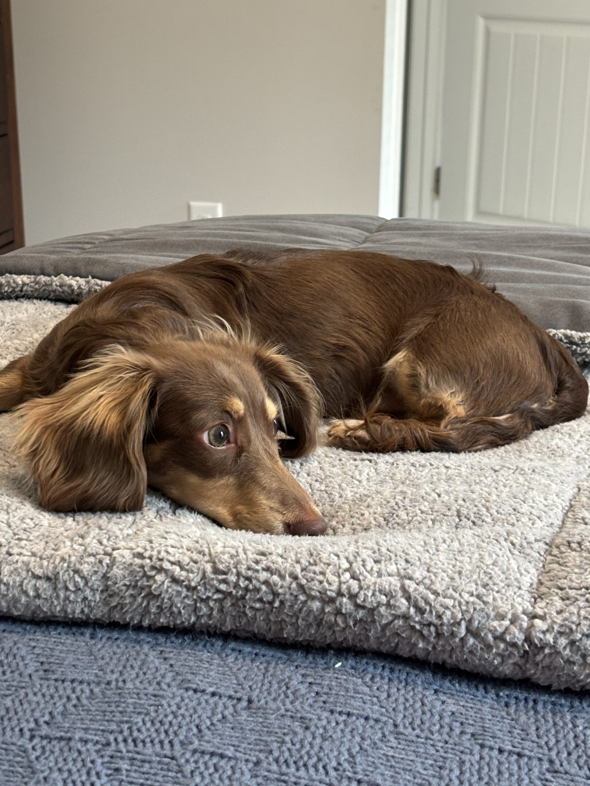 VUMC Pets of the Day: Waffles and Turkey - Vanderbilt Health News