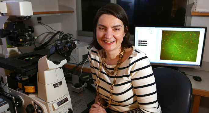 Zanic’s journey to the lab followed winding path - VUMC News