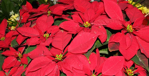 Tennessee Poison Center offers a quick summary on the dangers of ...