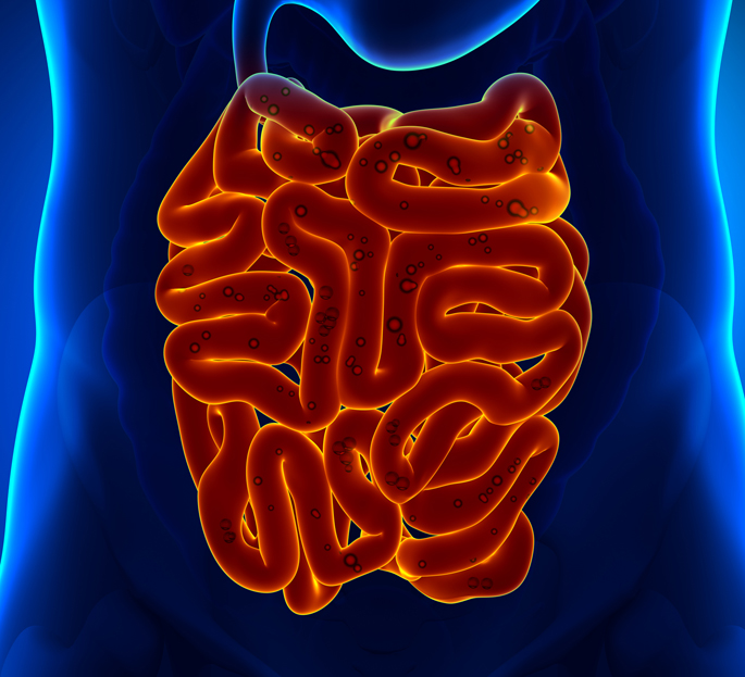 Transporter's role in gut barrier - VUMC News