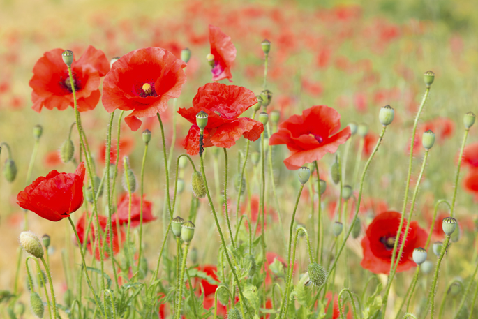 How the cell makes morphine - VUMC News